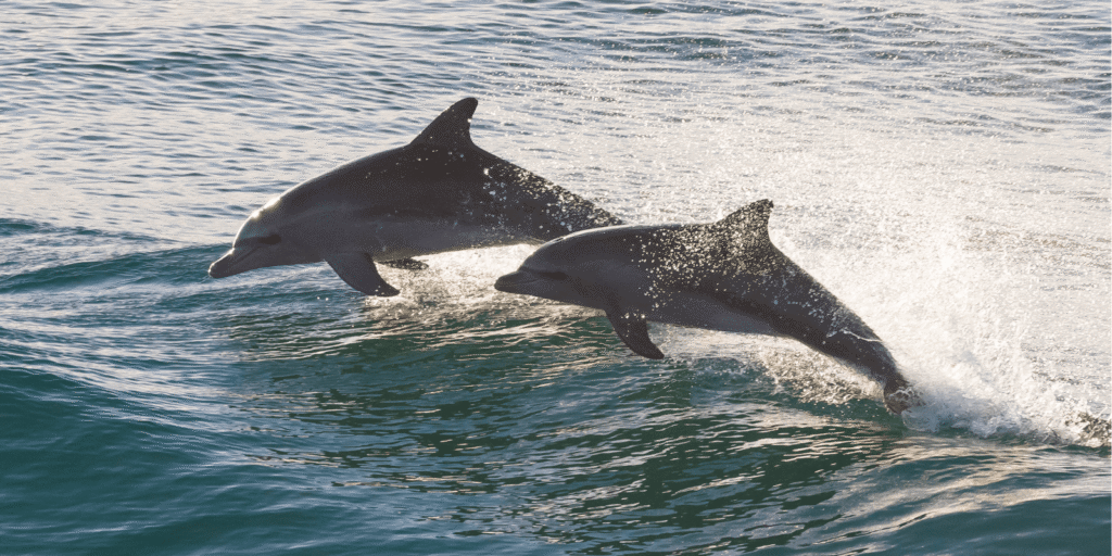 Dolphin Tours in the Outer Banks | Kitty Hawk Kites